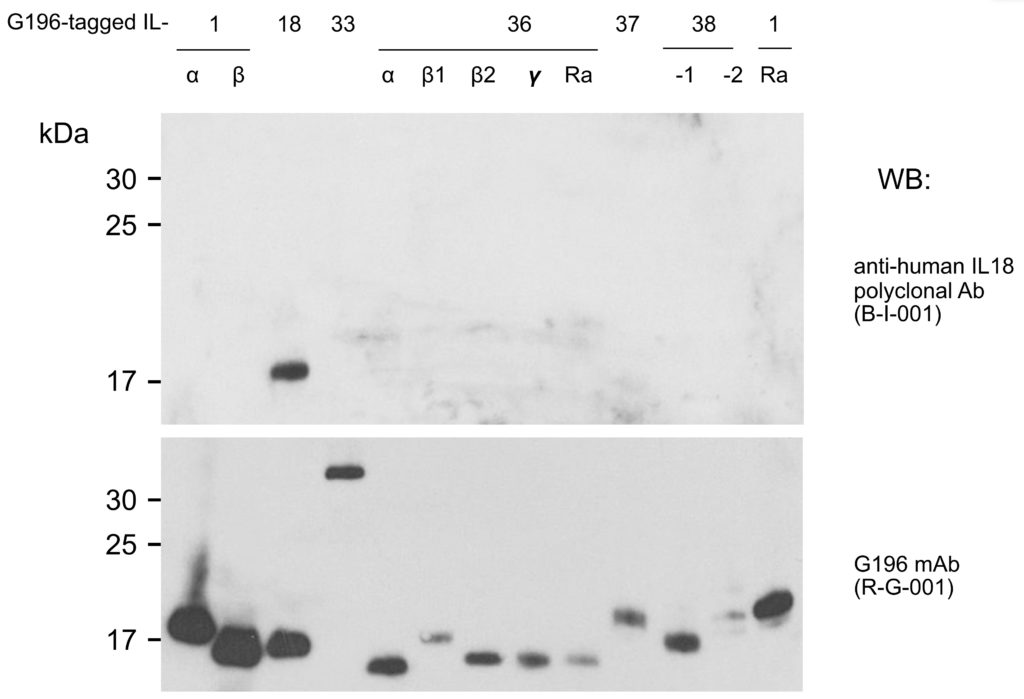 Human Interleukin-18 (IL-18) polyclonal antibody | マブプロテイン｜抗体製造 mAbProtein
